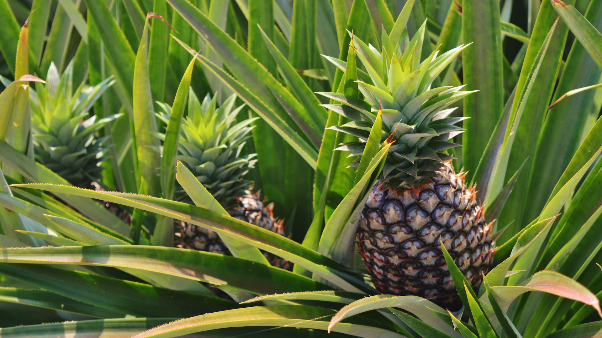 dole-teams-with-ananas-anam-to-repurpose-pineapple-leaves-viable-earth