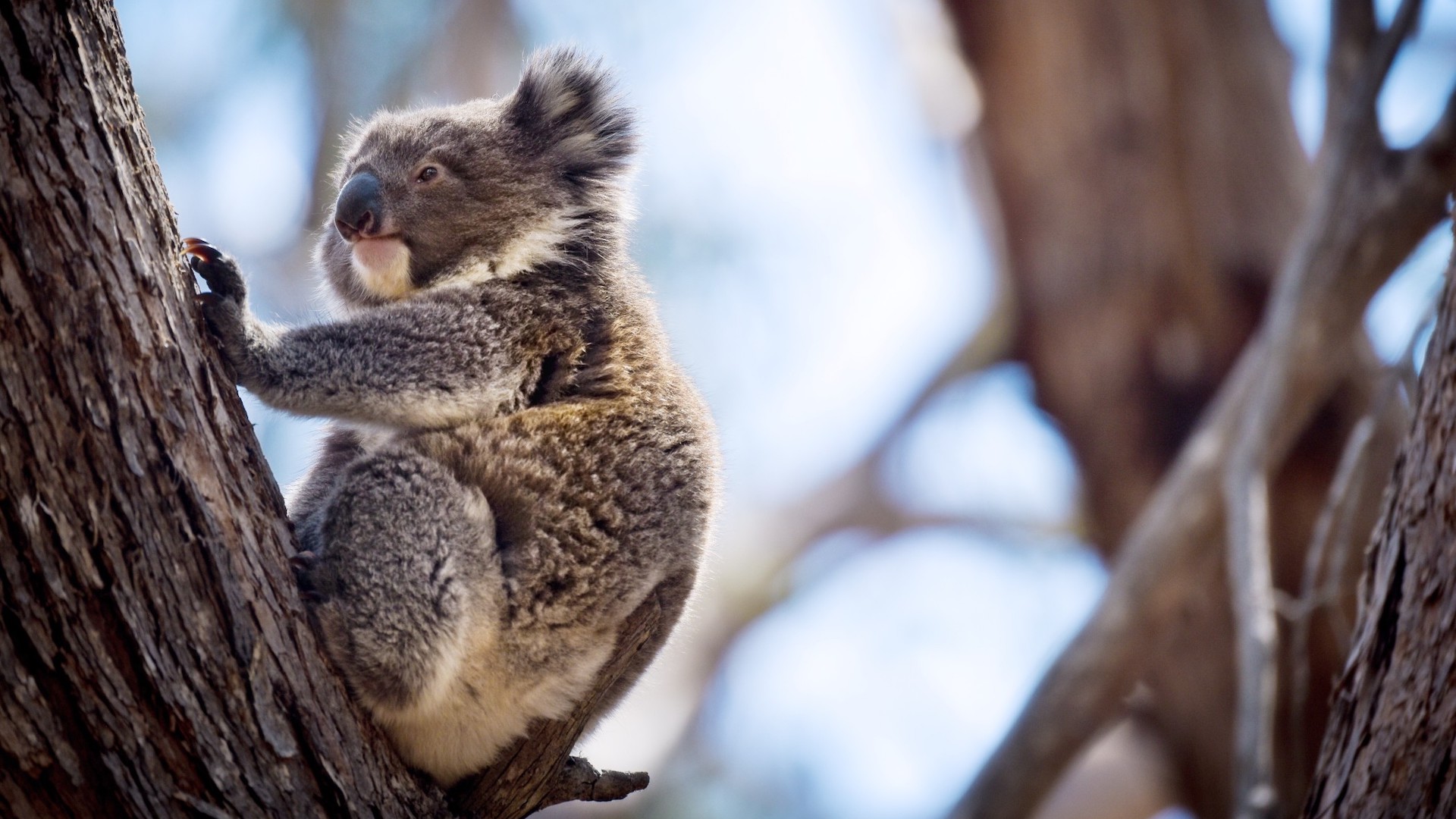 Investment fund to create habitats for endangered koalas - Viable Earth