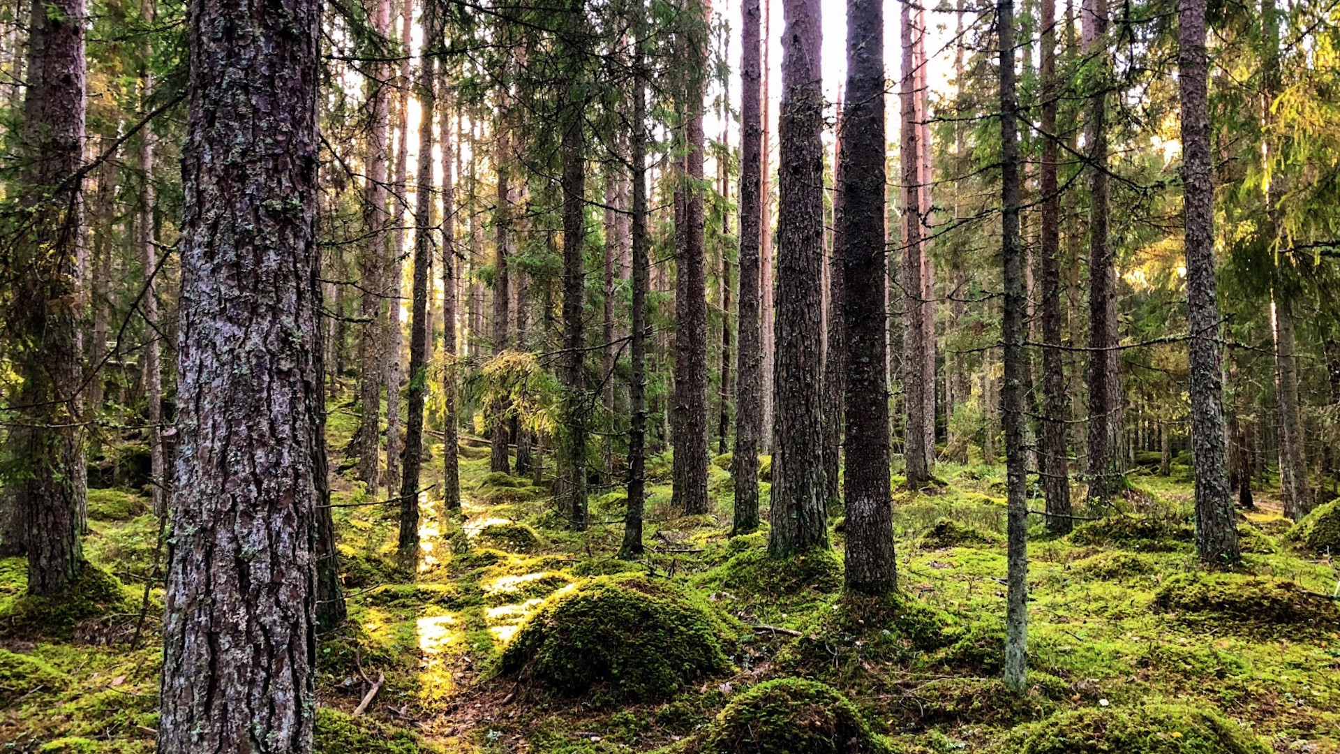 Ingka Group invests in NZ land for forest development - Viable Earth
