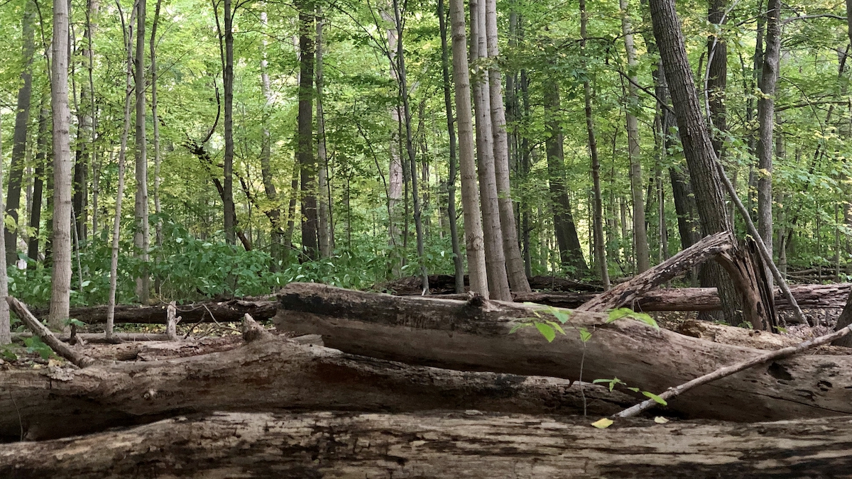 How decaying forest wood is fuelling climate change - Viable Earth