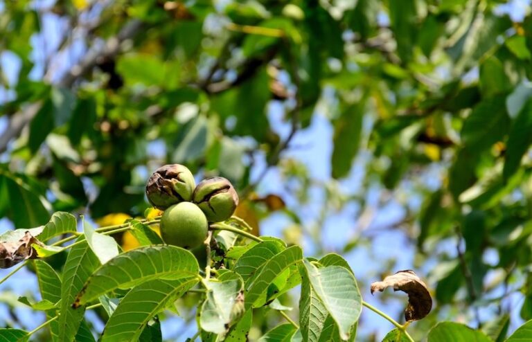 The best trees to plant in India for cleaner air - Viable Earth