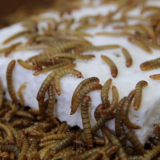 University study finds superworms can dine on styrofoam - Viable Earth